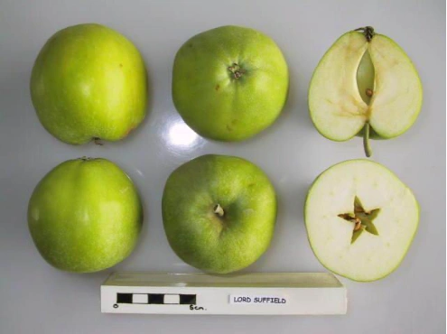 LORD SUFFIELD APPLE TREE (PICK UP ONLY)