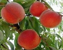 PEREGRINE PEACH (SCION)