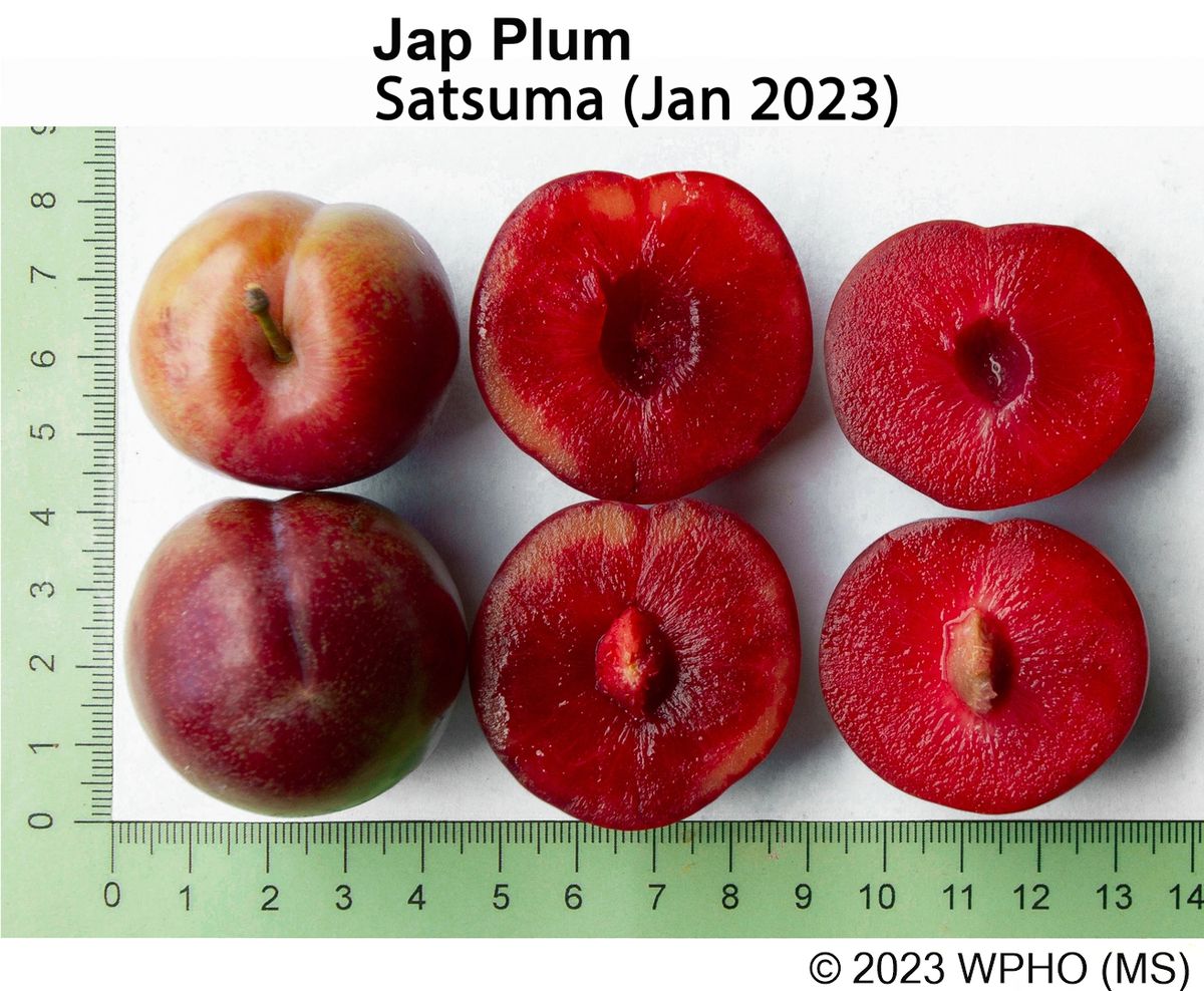 SATSUMA PLUM (Scion)