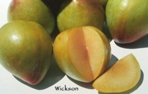 WICKSON PLUM (Scion)