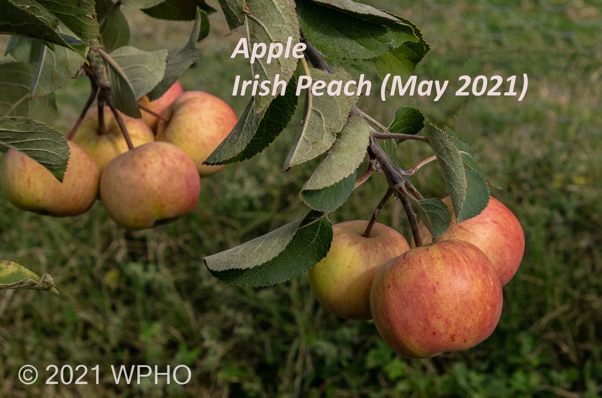 IRISH PEACH APPLE (SCION)