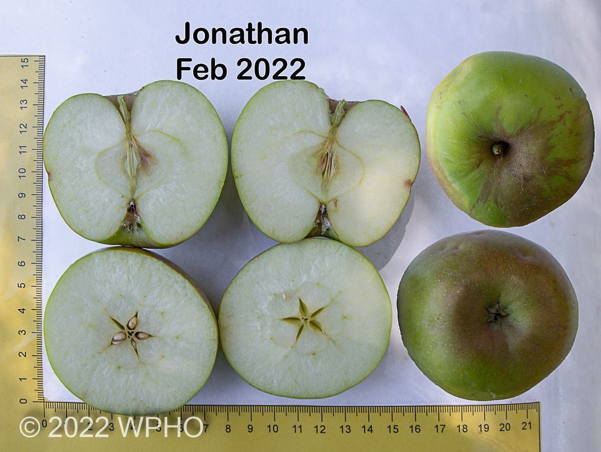 JONATHAN APPLE (SCION)