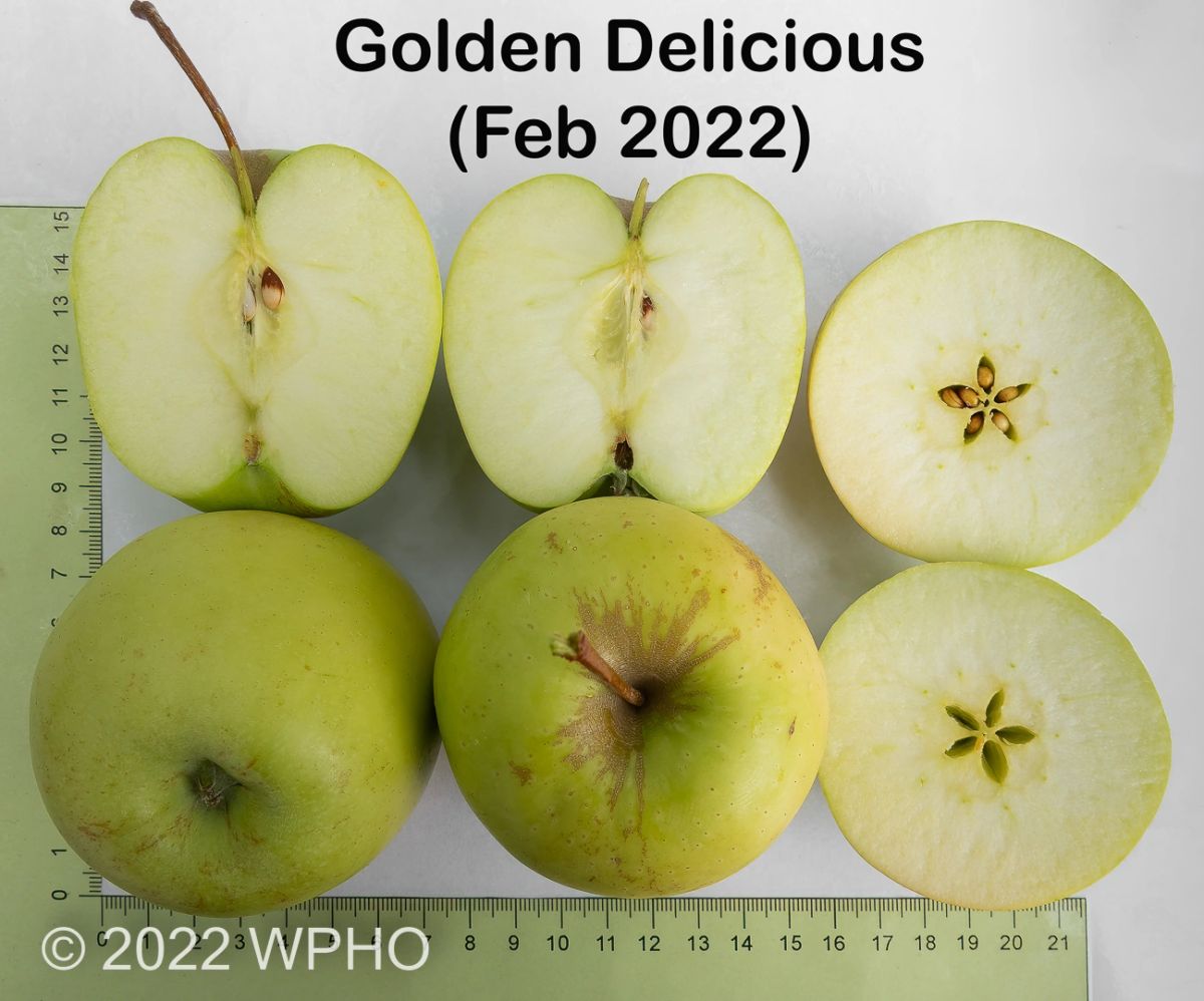 GOLDEN DELICIOUS APPLE (SCION)