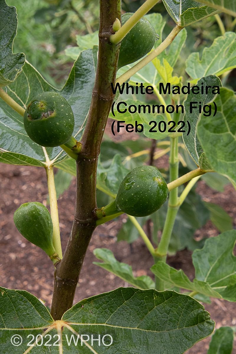WHITE MADEIRA FIG (PICK UP ONLY)