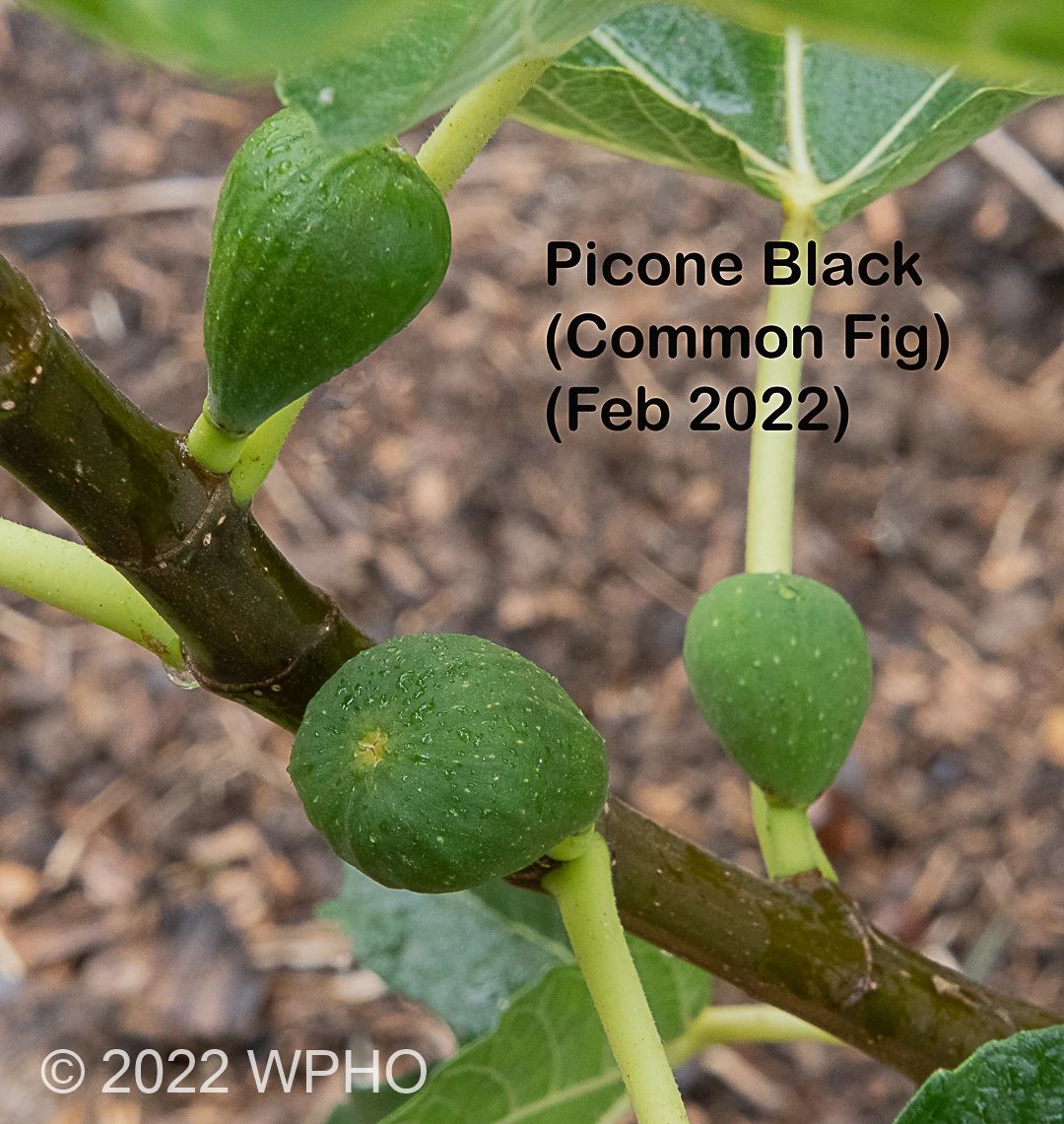 PICONE BLACK FIG (PICK UP ONLY)