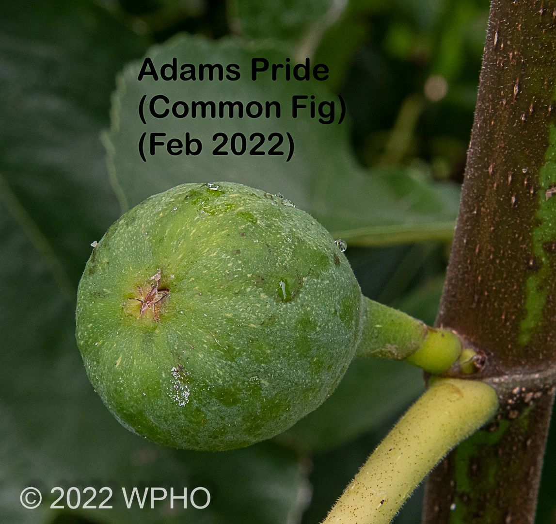 Help suggest new varieties for us to add to the Figaholics collection ...