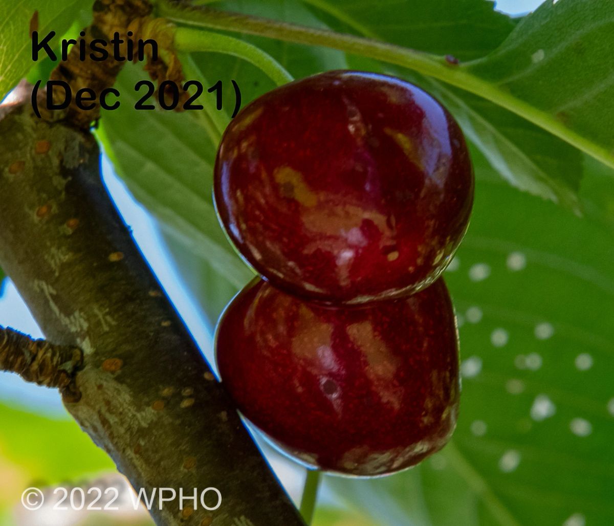 KRISTIN CHERRY TREE (PICK UP ONLY)