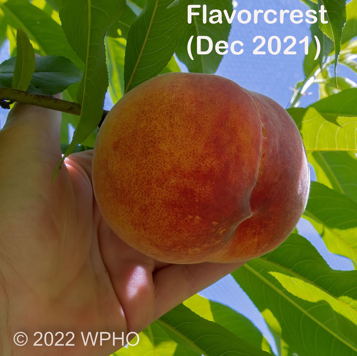 FLAVORCREST PEACH (SCION)