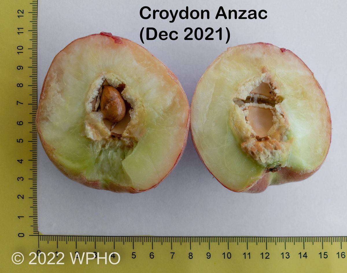 CROYDON ANZAC PEACH (Scion)