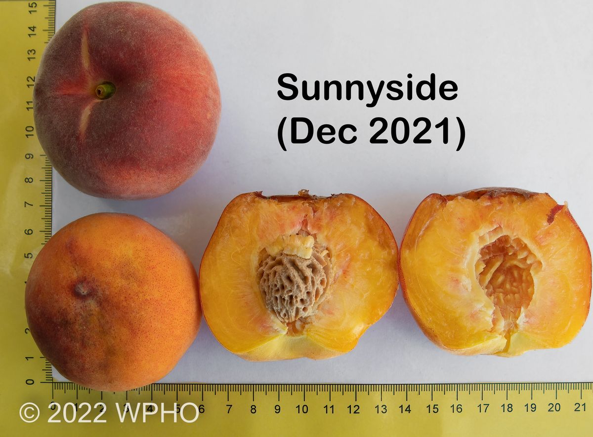 SUNNYSIDE PEACH (Scion)