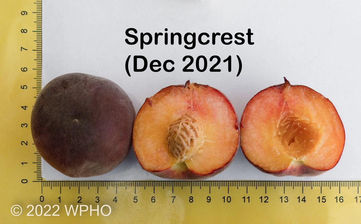 SPRINGCREST PEACH (Scion)