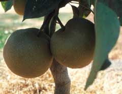 CHOJURO (PLENTIFUL) ASIAN PEAR TREE (PICK-UP ONLY)