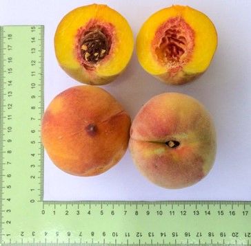 LATE CRAWFORD PEACH (SCION)