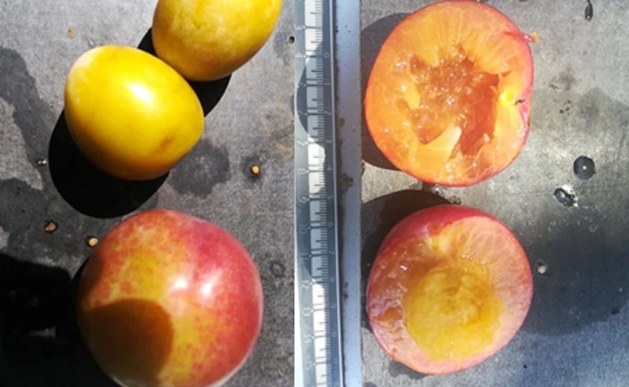 OCTOBER PURPLE PLUM (SCION)