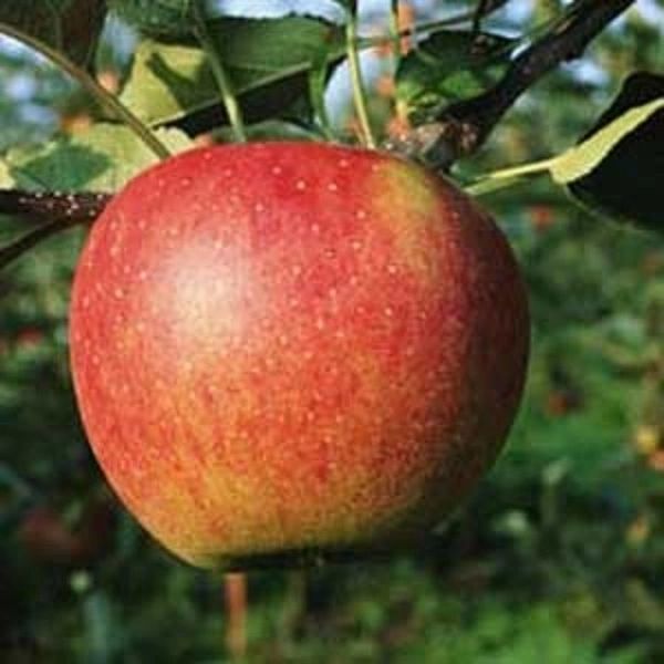 SUMMER STRAWBERRY APPLE (SCION)