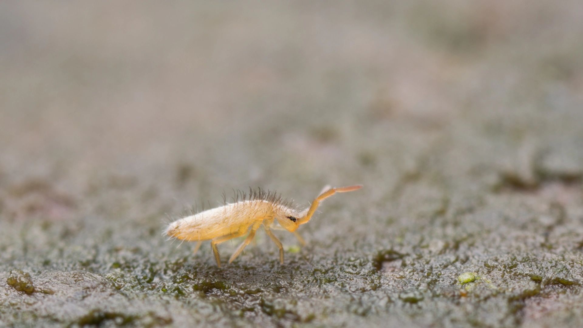Everything You Need to Know About Springtails in Your Terrarium