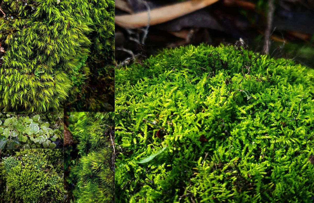 Assorted Moss