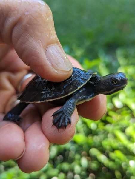 Keeping Turtles: How to Care for a Macleay River Turtle