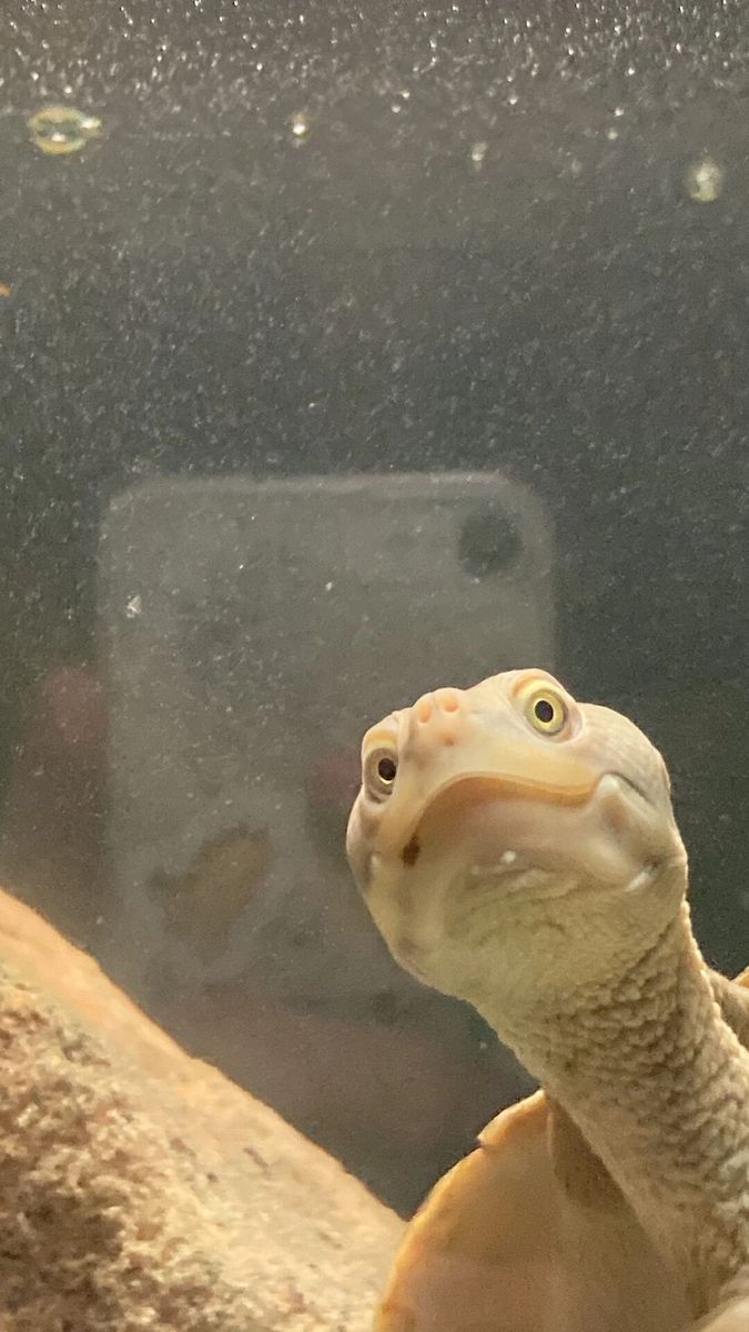 Macleay River Short Neck Turtle (Emydura macquarii dharra)