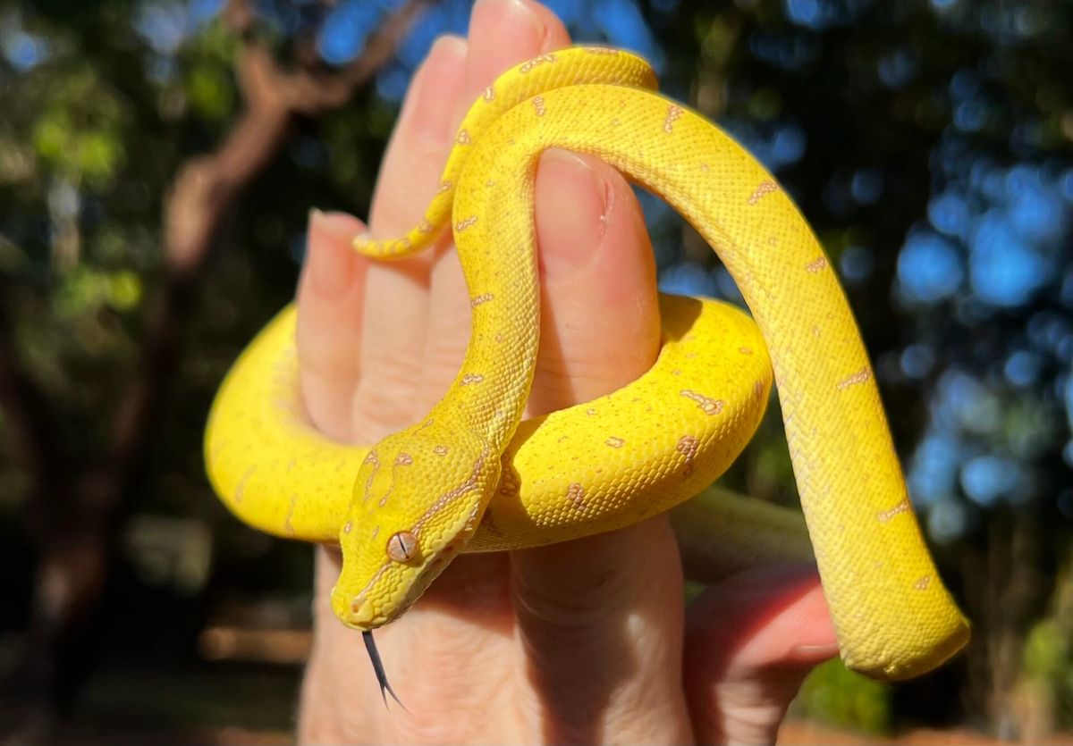 Green Tree Python (Morelia viridis)