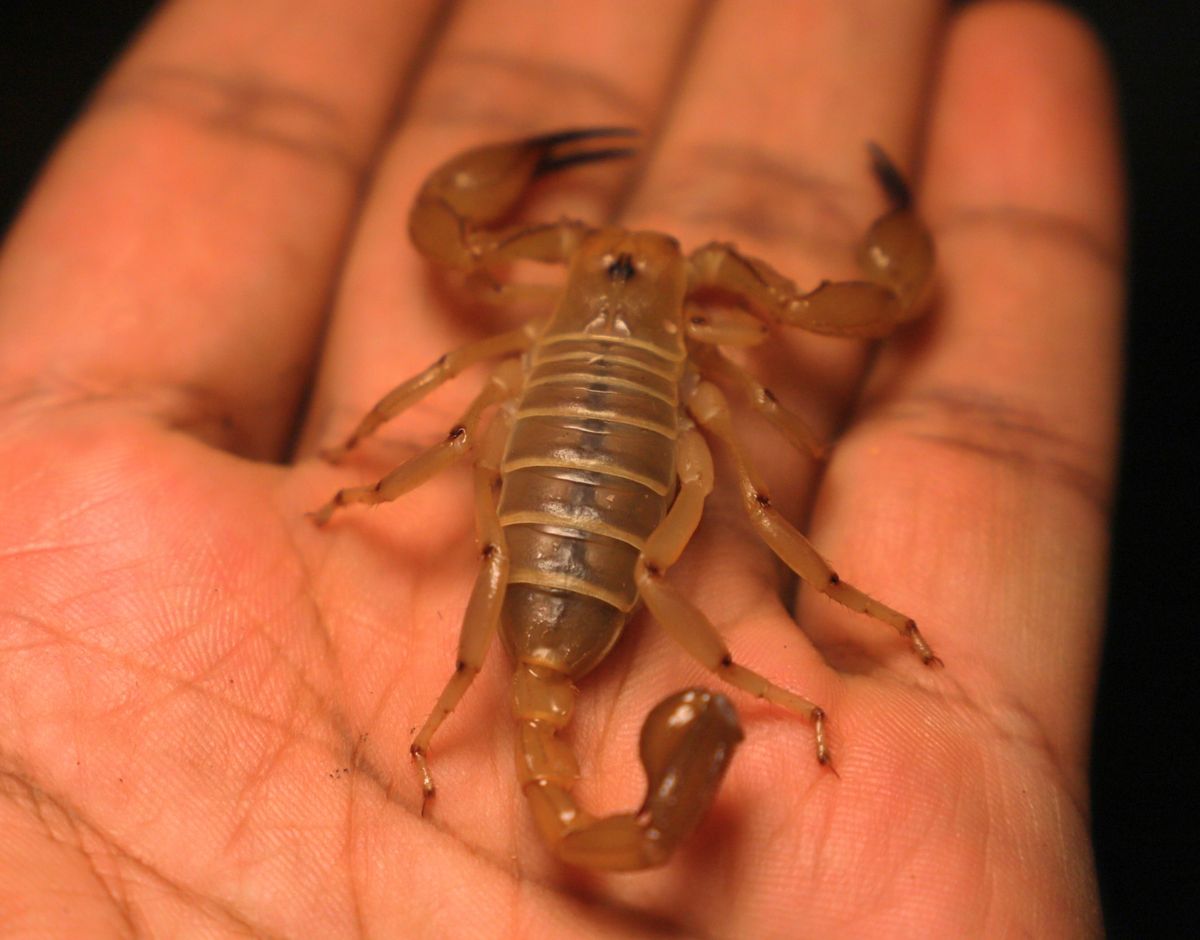 Australian Desert Scorpion (Urodacus yaschenkoi)