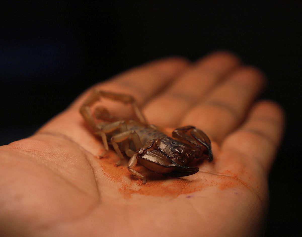 Flinders Range Scorpions (Urodacus macrurus)