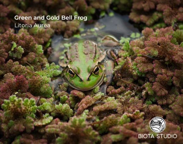 Frogs You Can Keep in Australia: Discovering the Perfect Pet