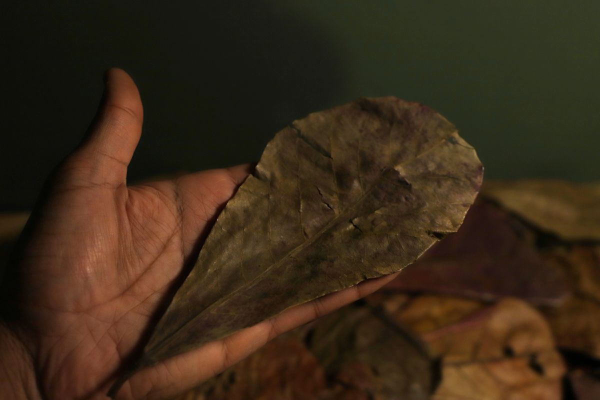 Catappa Leaf/Indian Almond Leaf (Terminalia catappa)