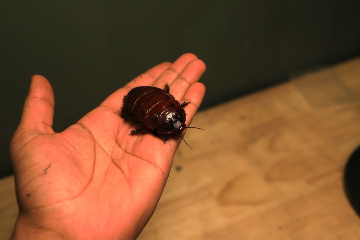 Giant Burrowing Roaches (Macropanesthia rhinoceros) + Bioactive Enclosure