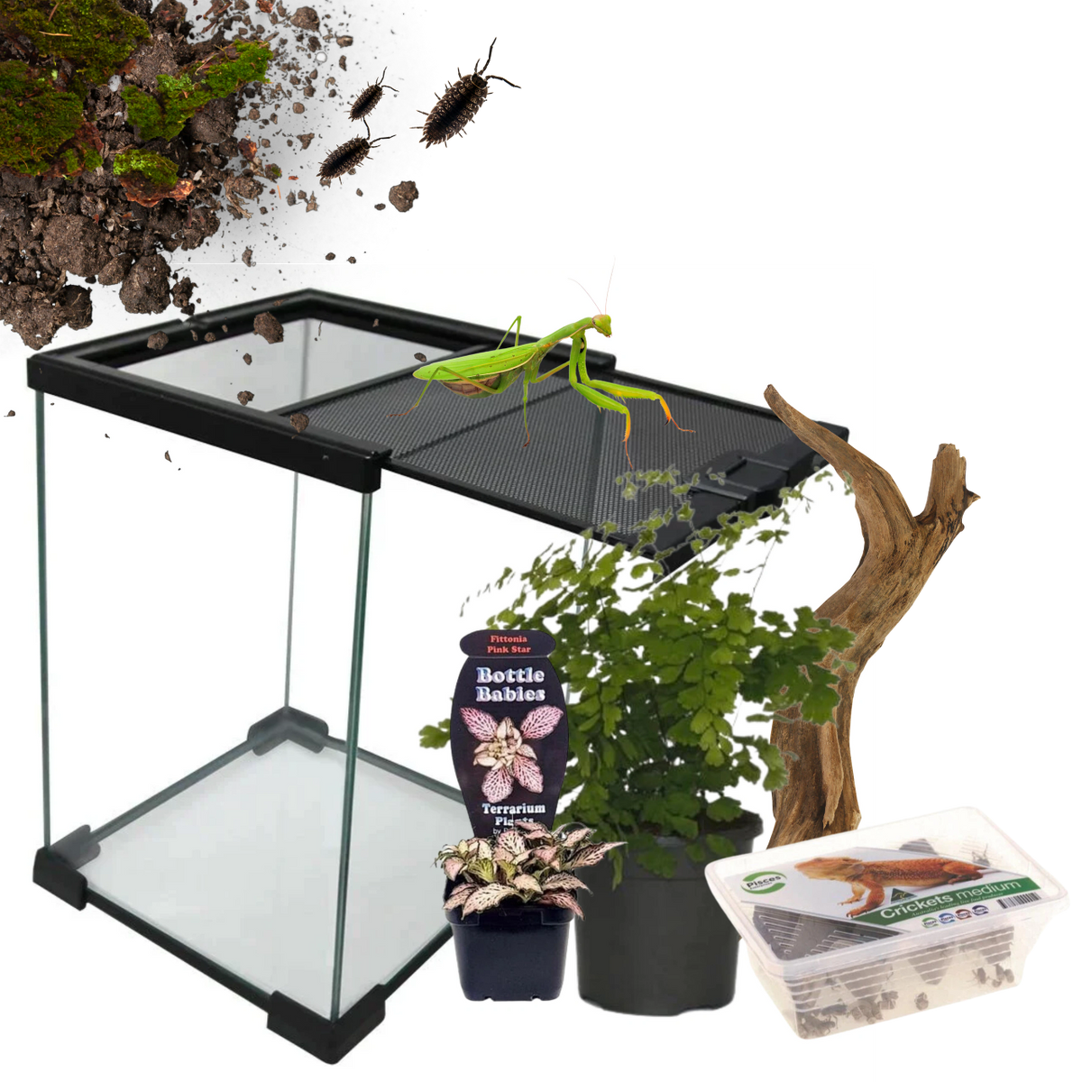 Praying Mantis Observation Kit