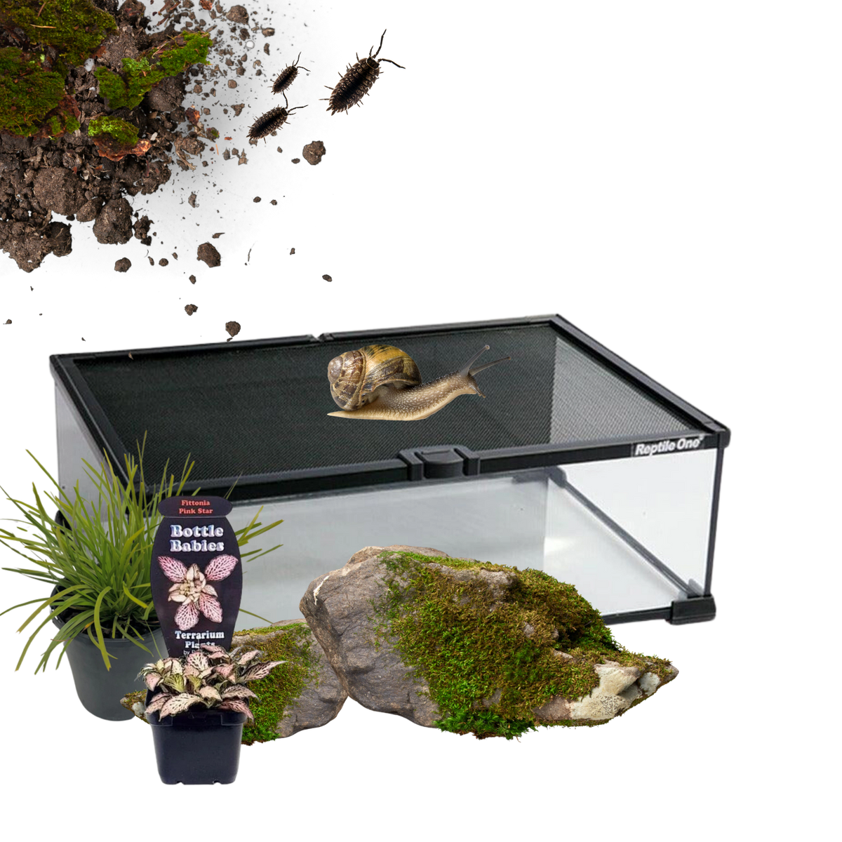 Snail Observation Kit