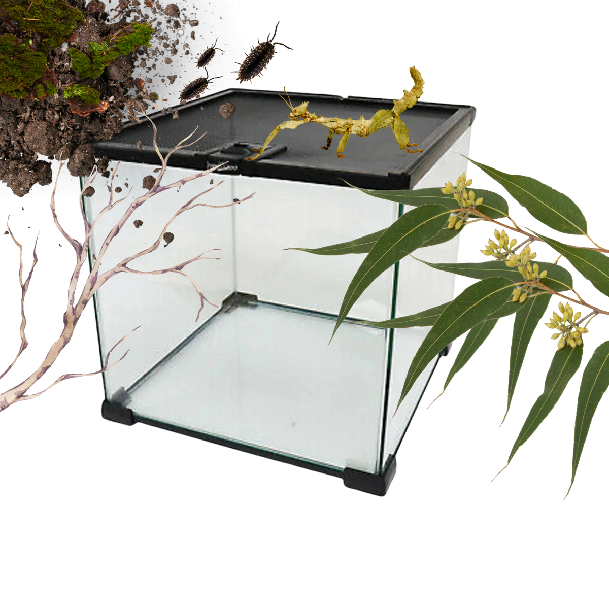 Stick Insect Observation Kit