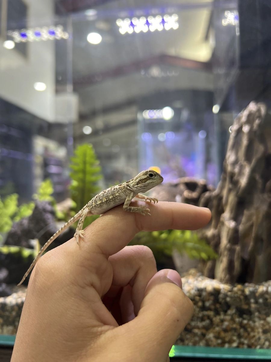 Pygmy Bearded Dragon (Pogona henrylawsoni)