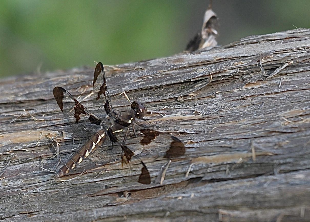 Nancy Stone Photography - Home