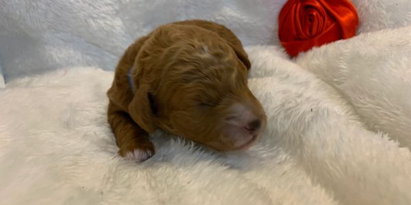 Donna’s Pretty Poodles - Puppies