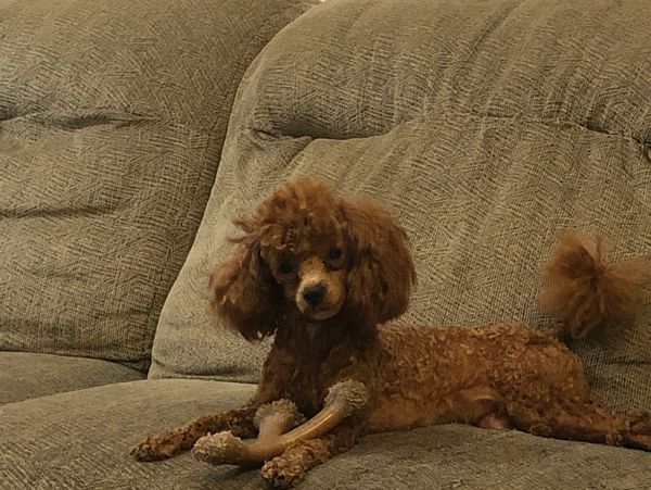 AKC Registered Miniature Poodles - Donna's Pretty Poodles