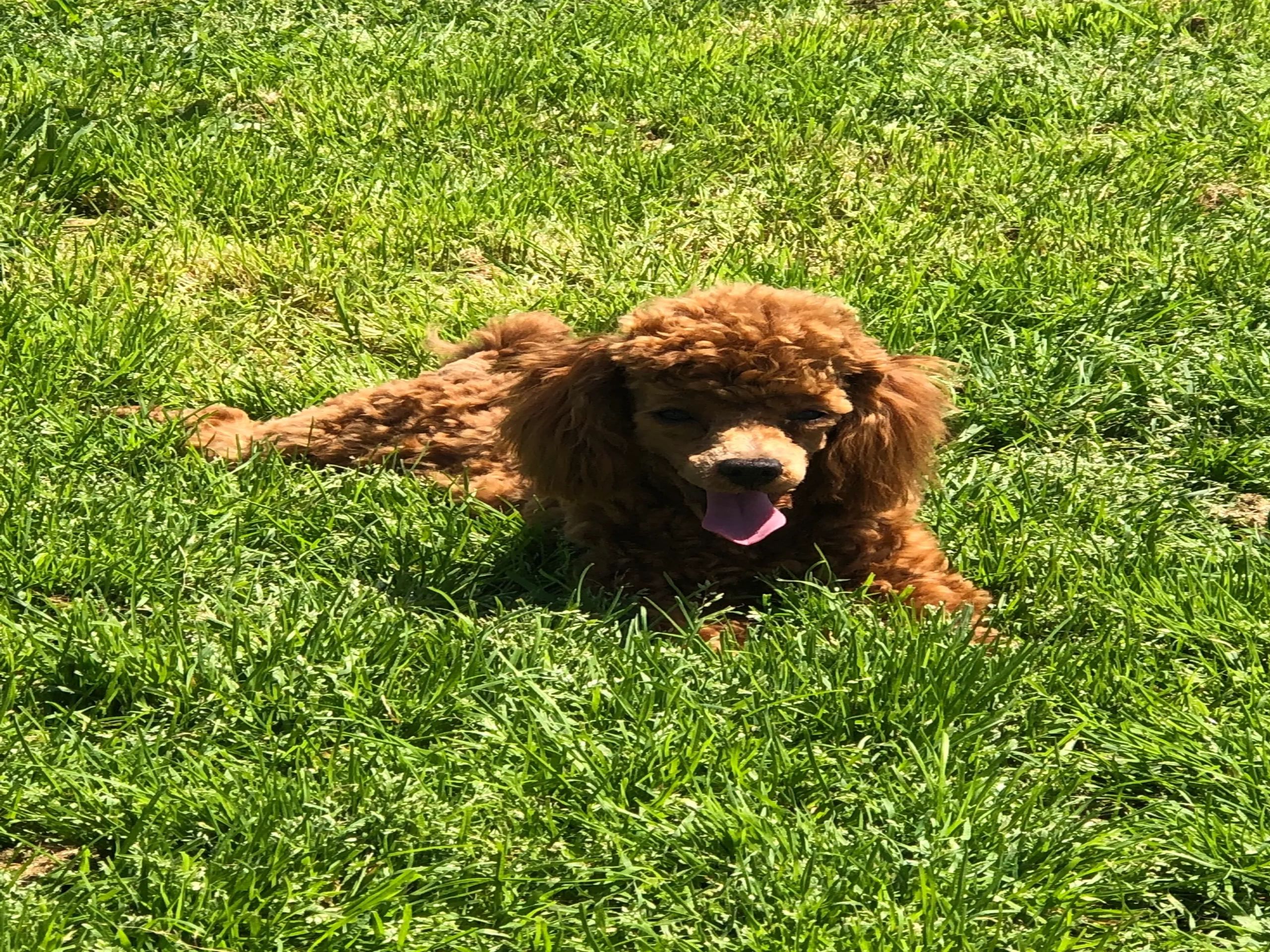 AKC Registered Miniature Poodles - Donna's Pretty Poodles