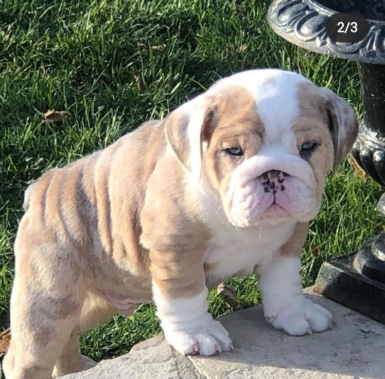 What Is The Smallest Bulldog