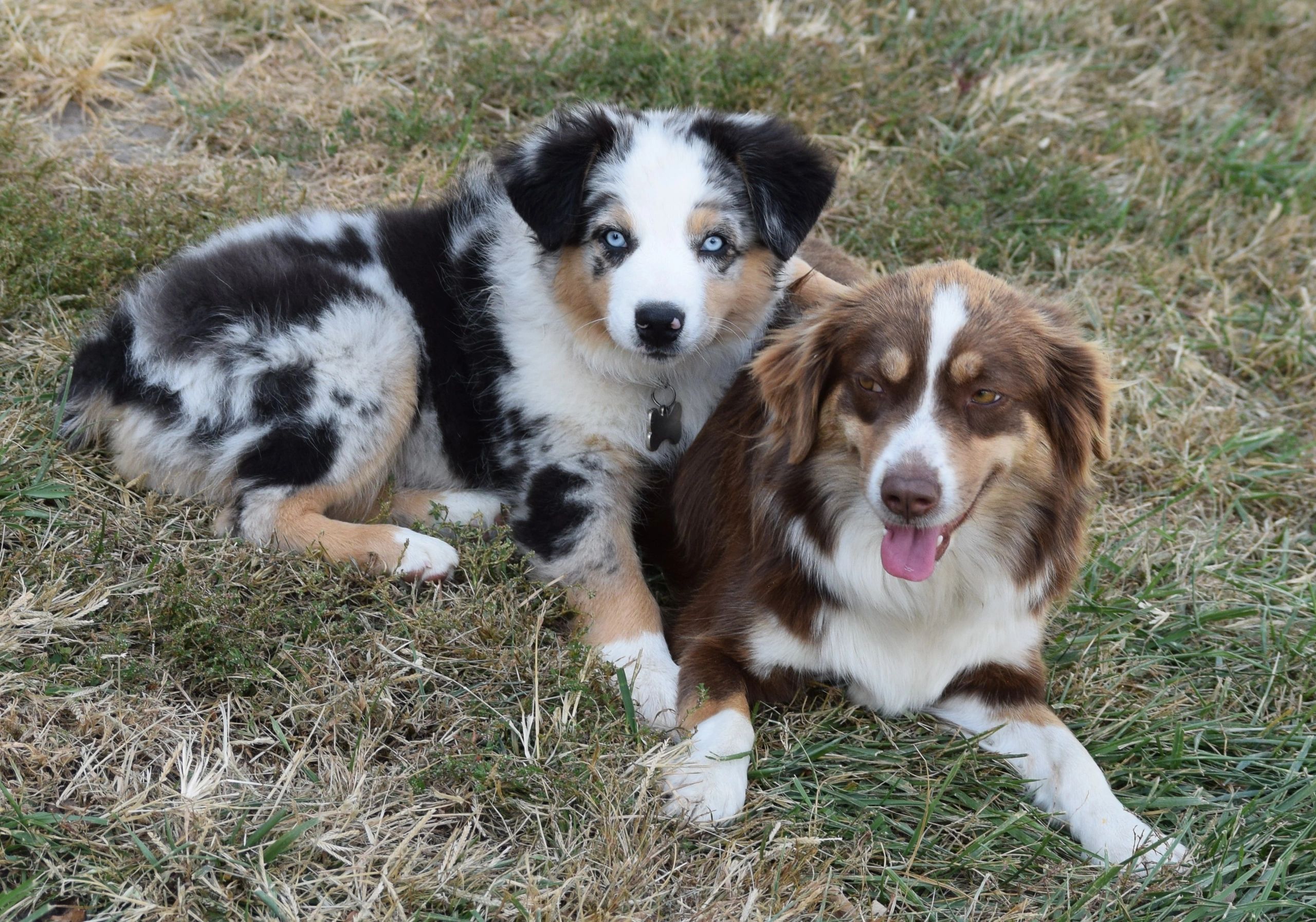 Our Barn Aussies