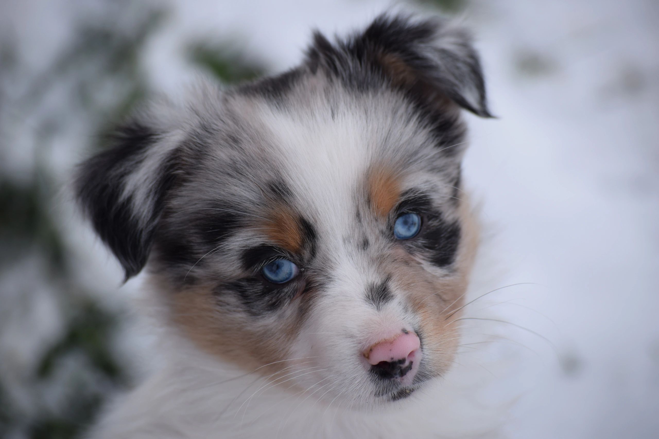 Available Puppies