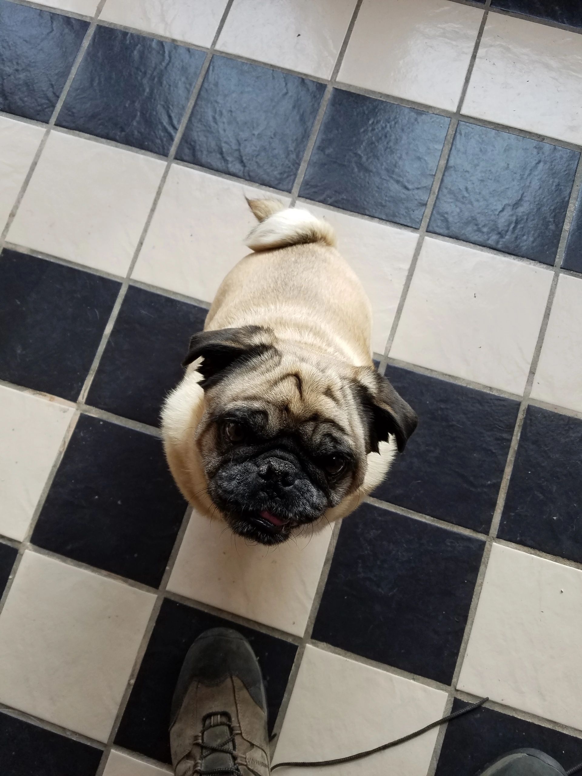 How Old Is Faze Rugs Dog Bosley