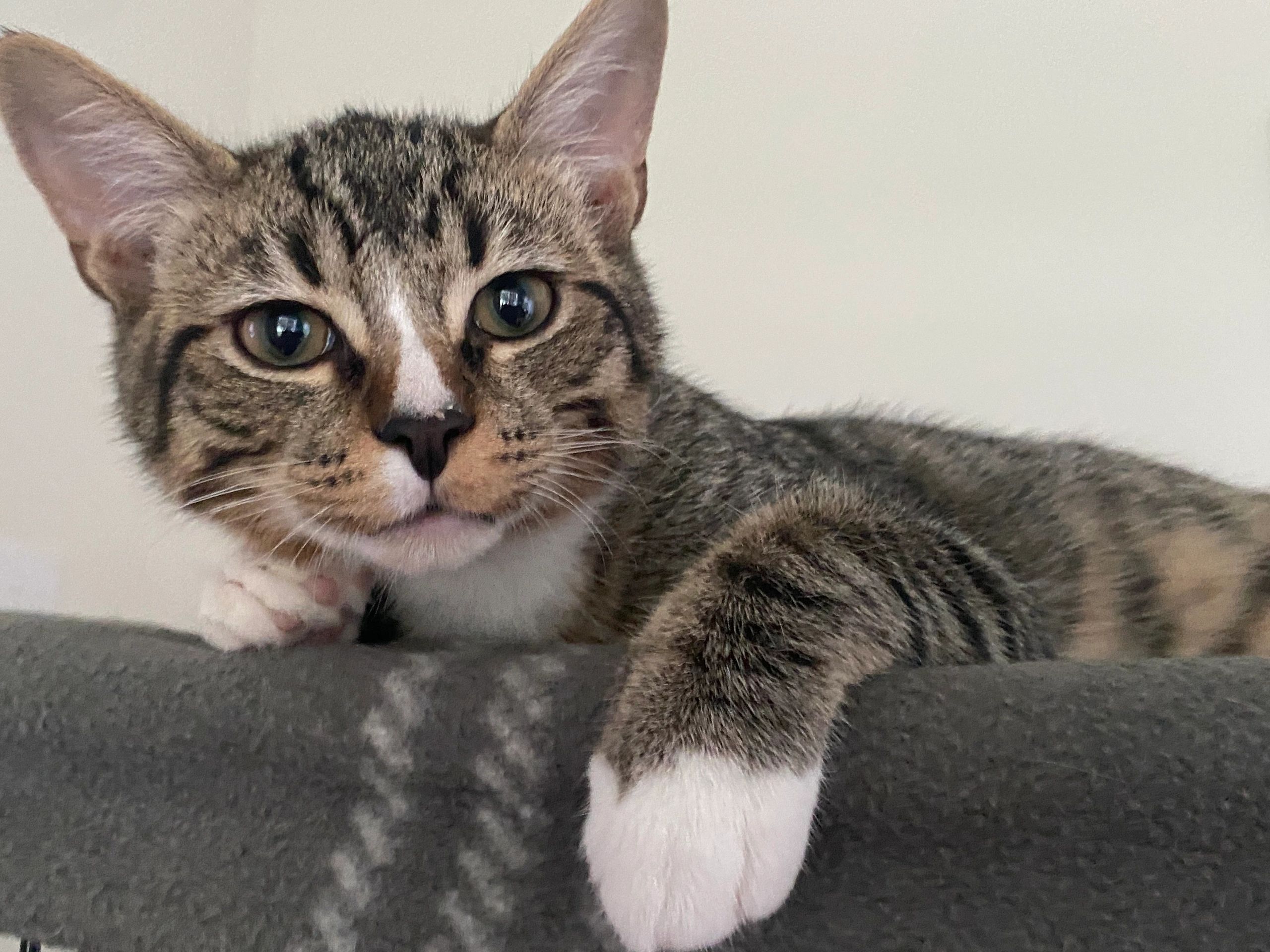 Lifesaving Pet Rescue - Cat Rescue, Trap, Neuter, Vaccination, and ...