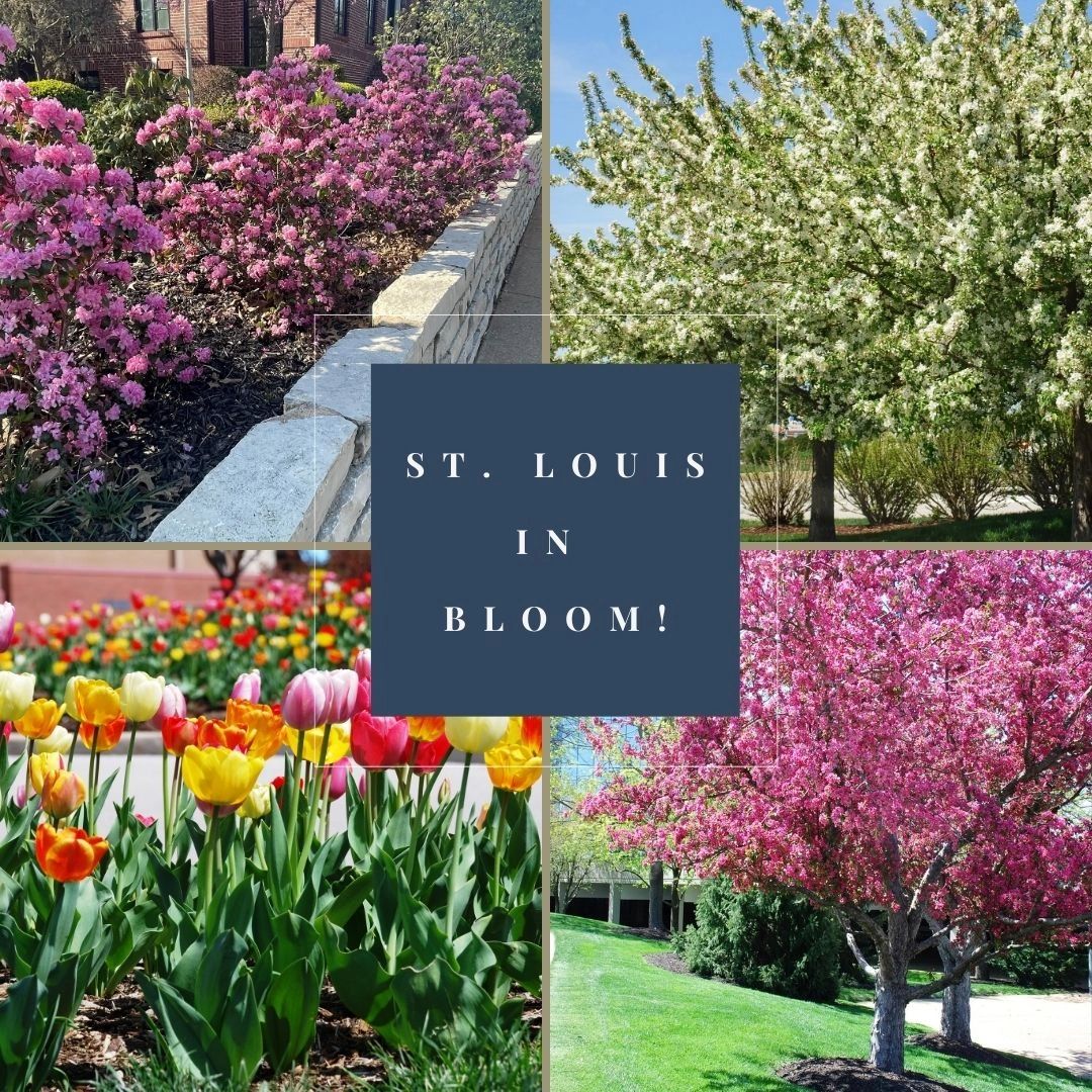St. Louis in Bloom!
