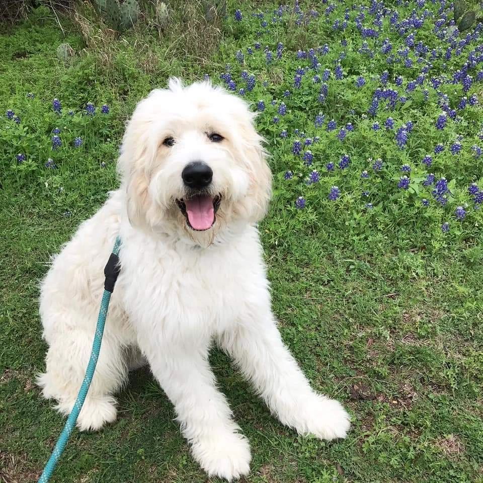 What Is A Great Pyrenees Poodle