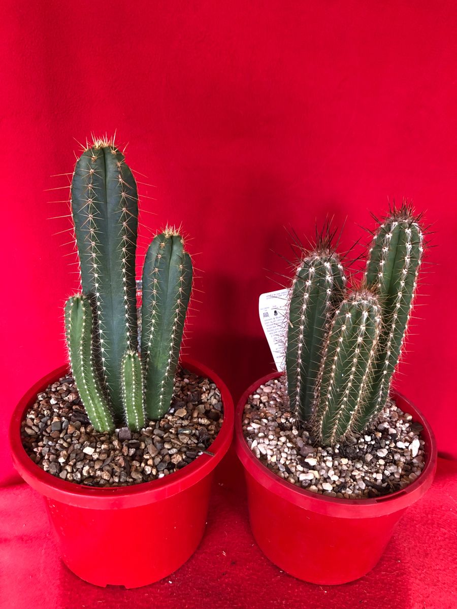 Pilocereus varieties