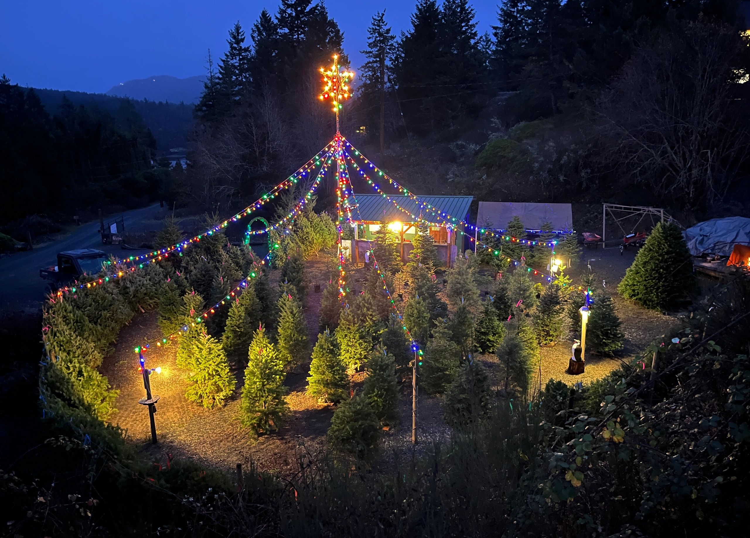 CHRISTMAS TREES | Steinvik Farms
