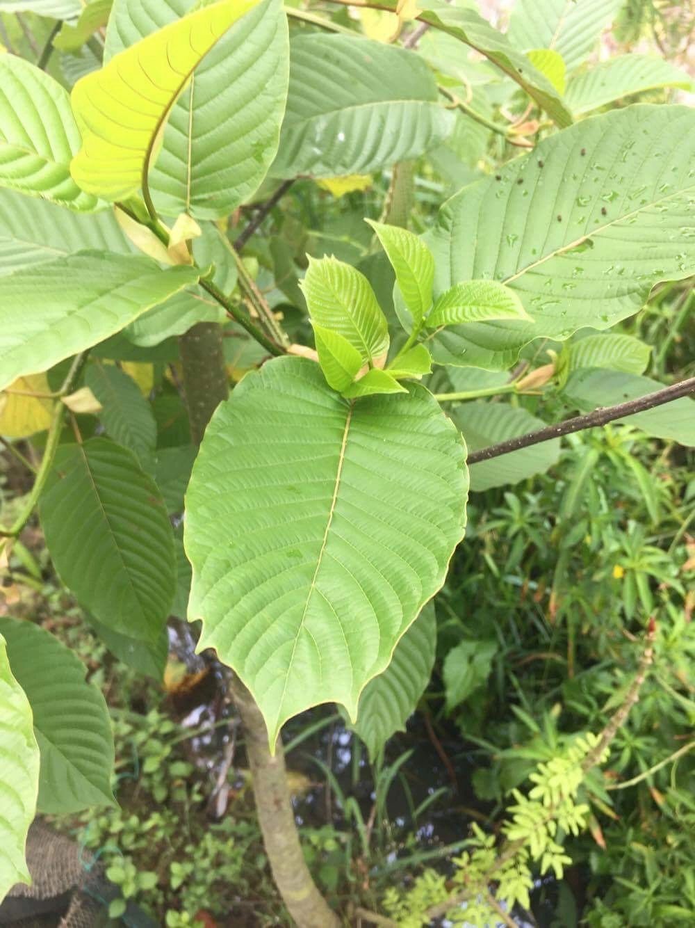 Embracing the Diversity of Kratom Vein Colors