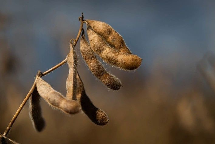 AgRural raises its 2025/26 soybean crop forecast