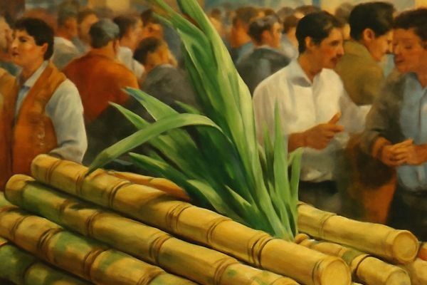 Sugar Cane Market Faces Surplus Shock: