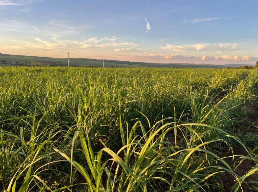 2026/27 harvest sugar cane: